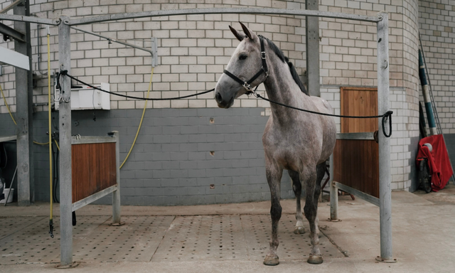 Equimove Balance Pads voor paarden: Wat zijn ze en hoe gebruik je ze – Curafyt