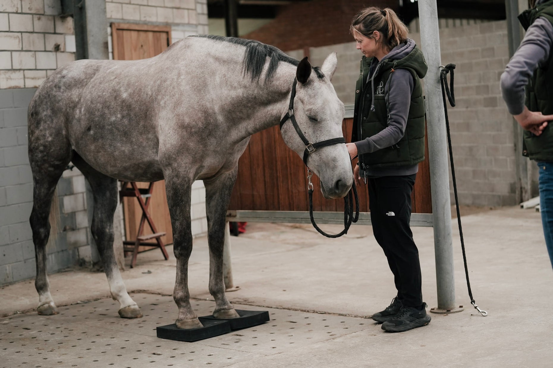 Equimove Balance Pads for horses: What are they and how do you use the – Curafyt