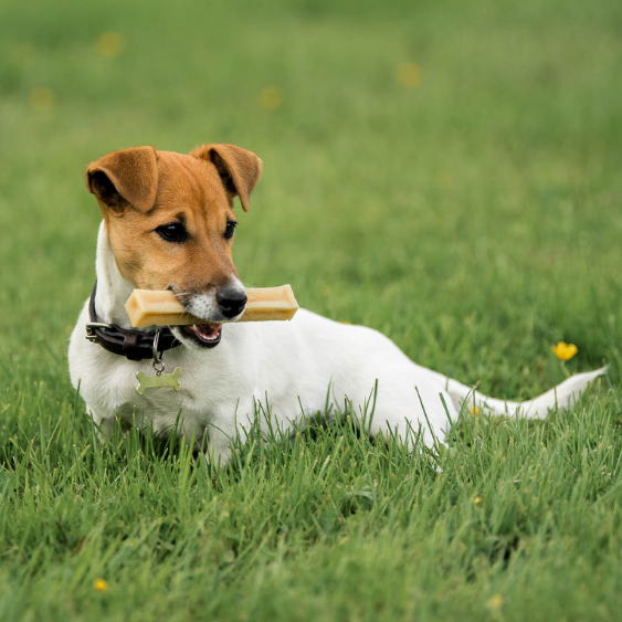 Chewy & Cheesy | Hond & Puppy Vegetarische Dental Stick – Curafyt